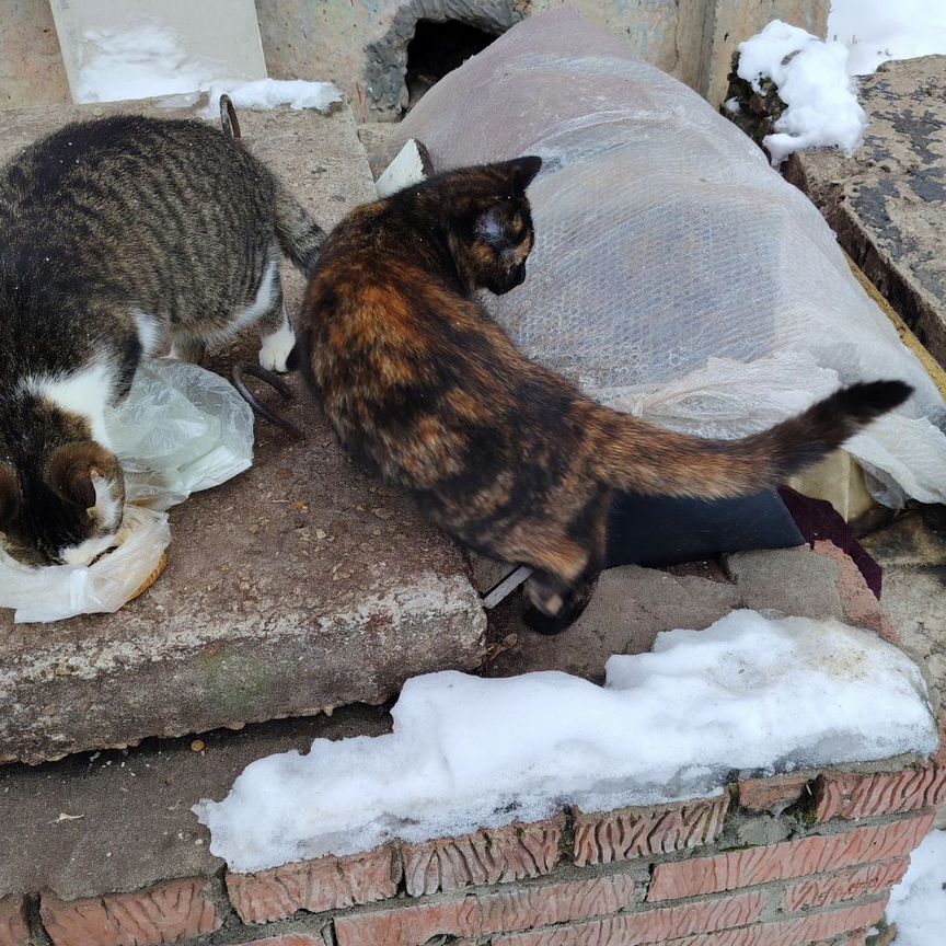 Британский короткошёрстный котёнок