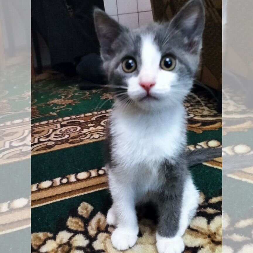 Котёнок в добрые руки
