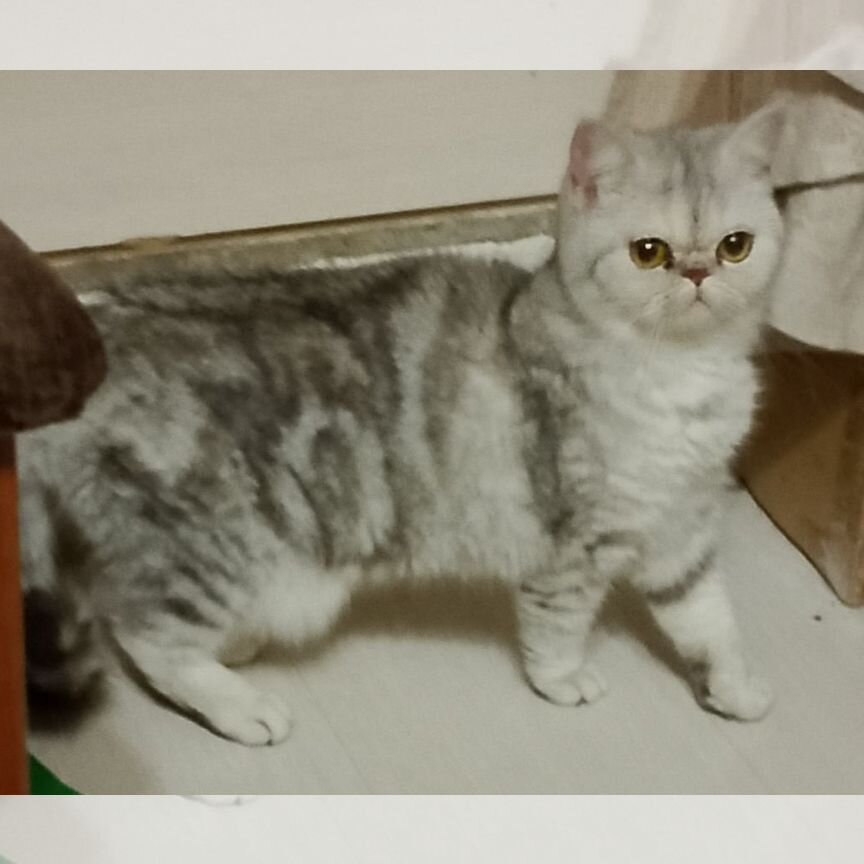 Экзотический короткошёрстный котёнок