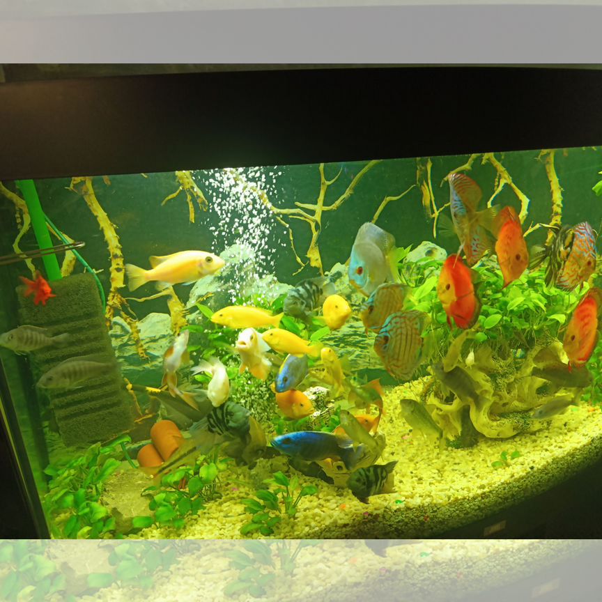 аквариумных рыб