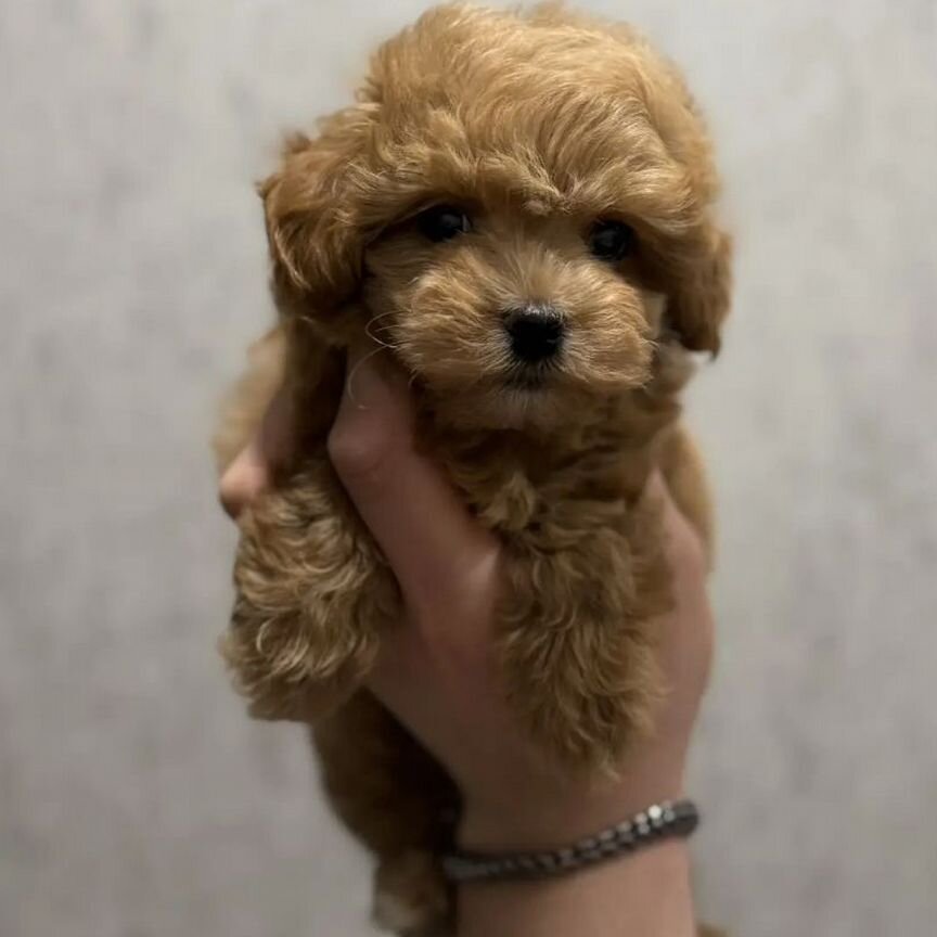 Мальтипу, щенок