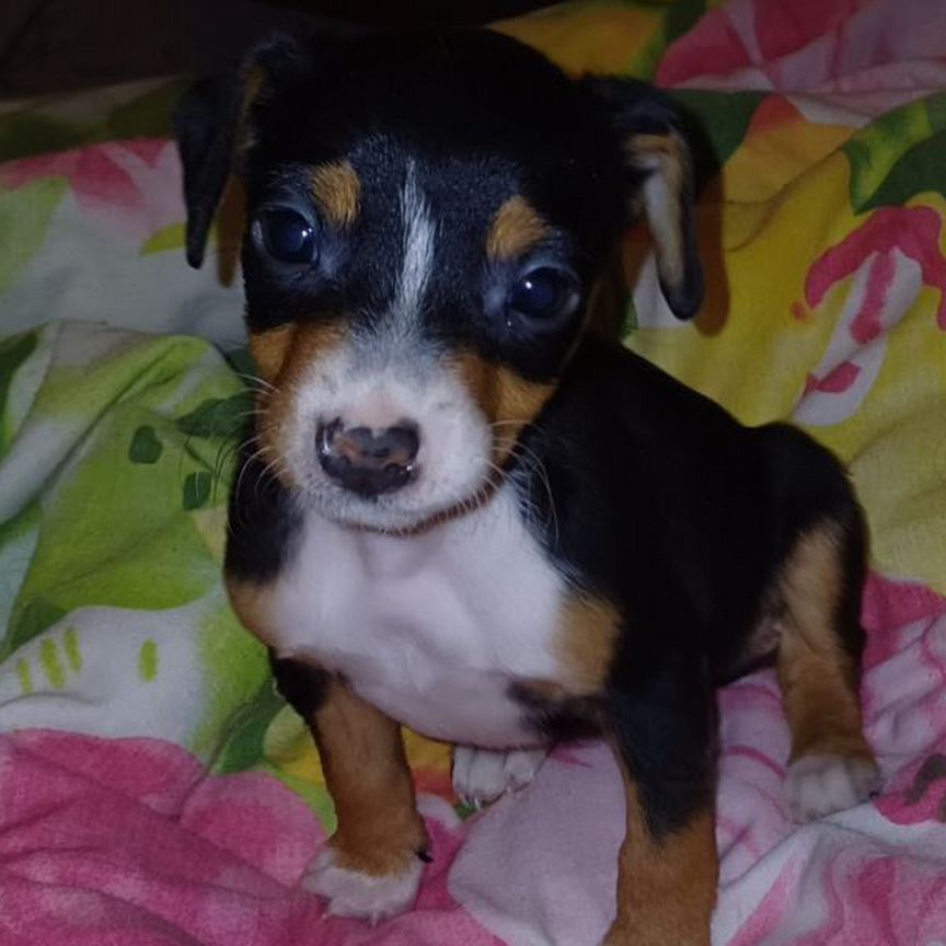 Чихуахуа, щенок