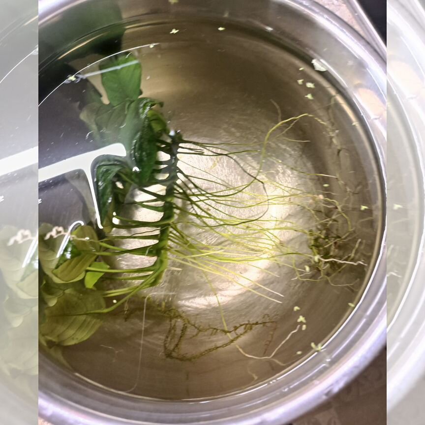 Продам Анубиас и гуппи от эндлеров