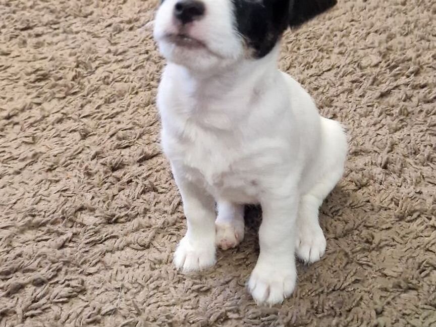 Щенок джек рассел в добрые руки