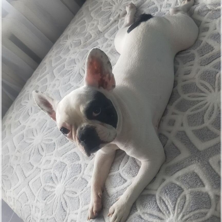 Бостон-терьер, вязка