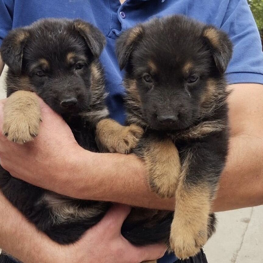 Немецкая овчарка щенки