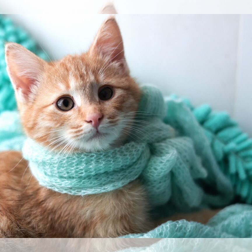 Котёнок в добрые руки