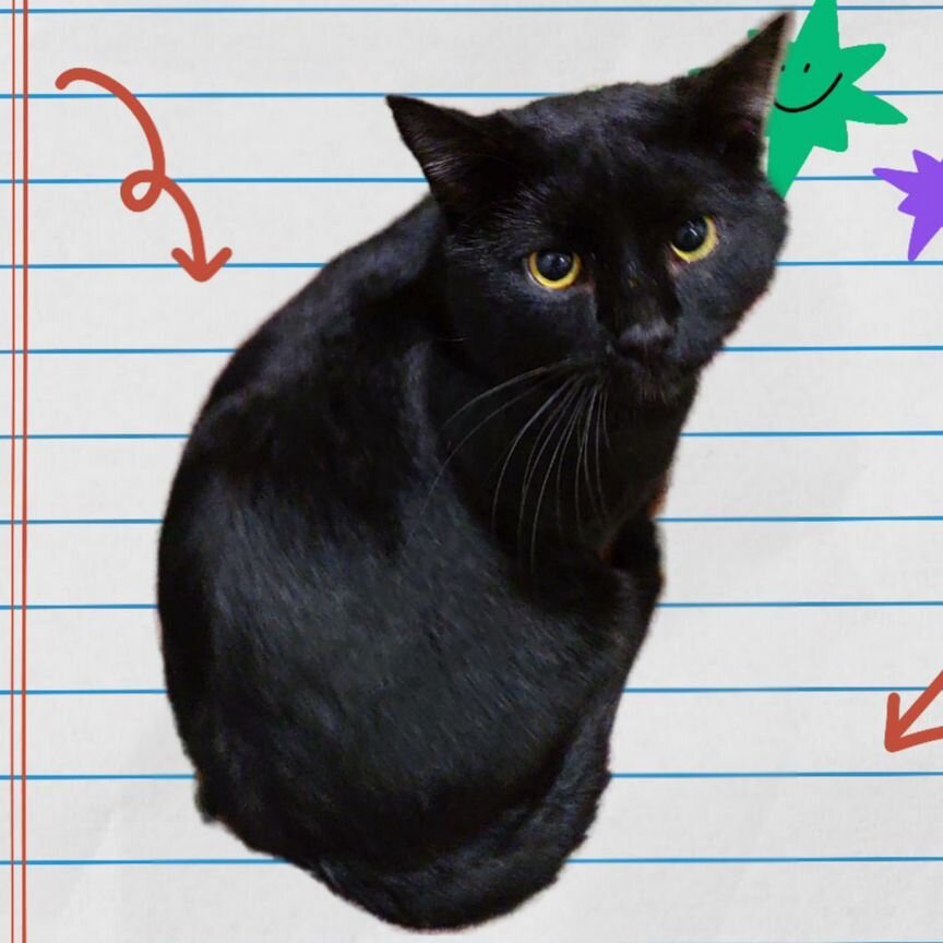 Взрослый кот в добрые руки