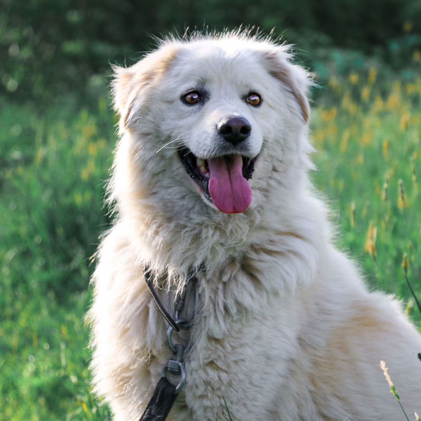 В добрые руки Лемар