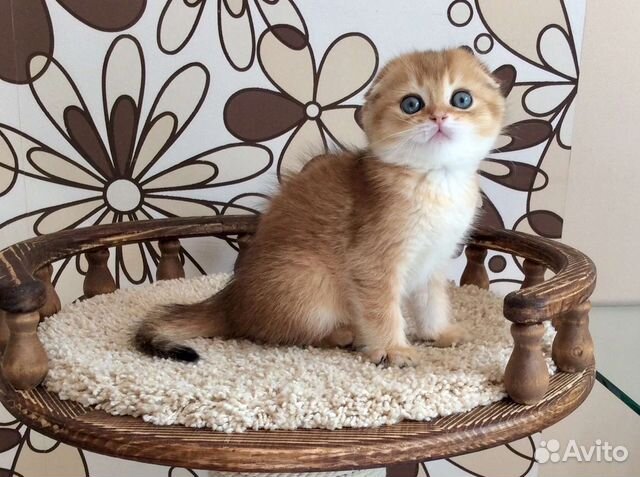 Золотой малыш Скоттиш фолд
