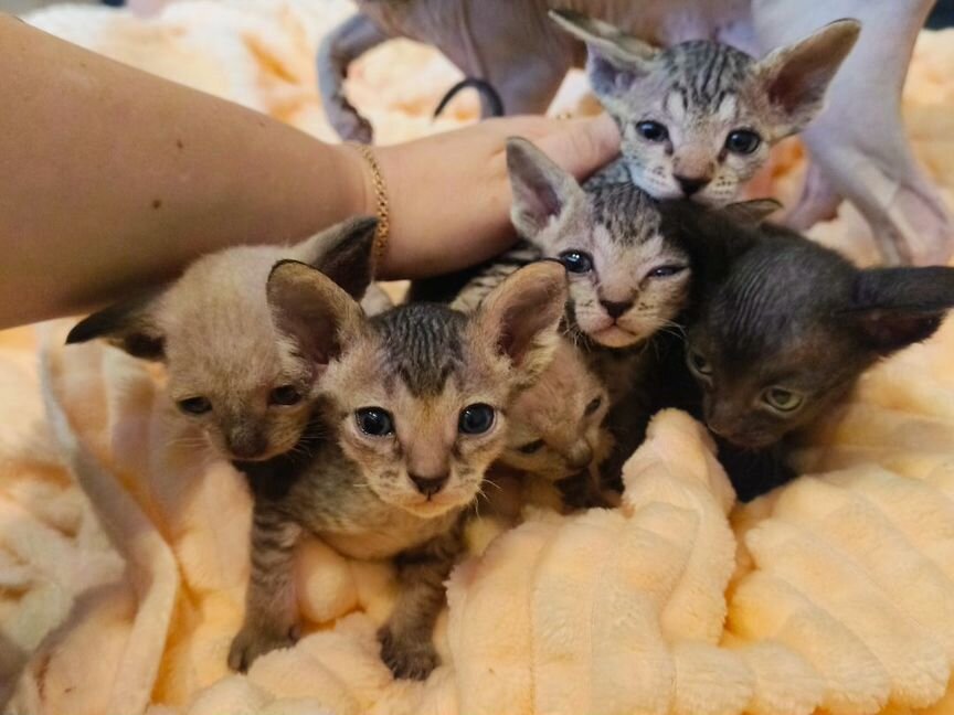 Донской сфинкс котята