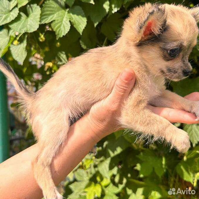 Мини чишка малышка