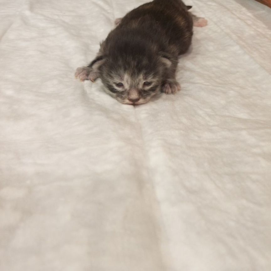 Котята мейн-кун