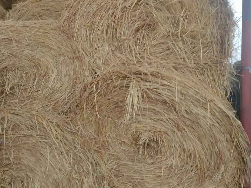 Продам сено в рулонах