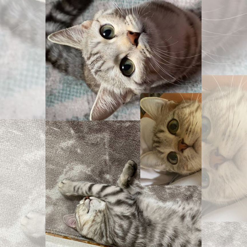 Кошечка скоттиш-страйт