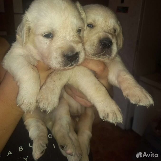 Золотистый ретривер щенки