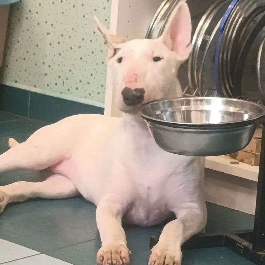 Бультерьер, щенок