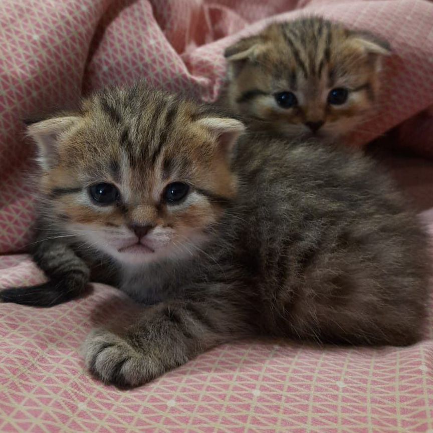 Шотландские котята вислоухие