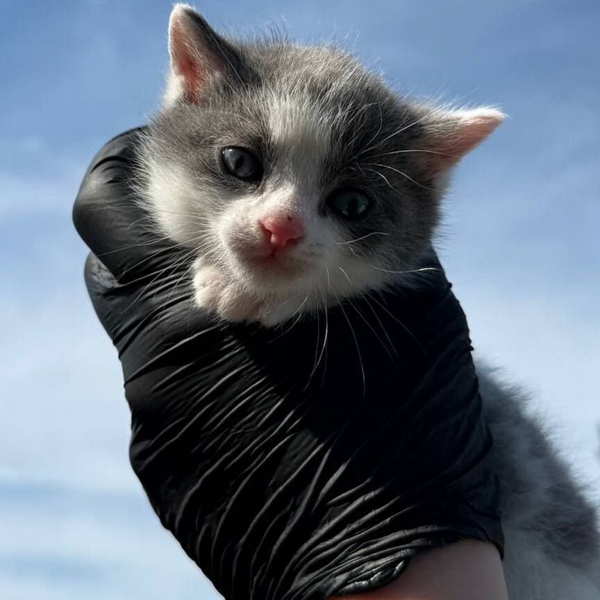 Котёнок в добрые руки