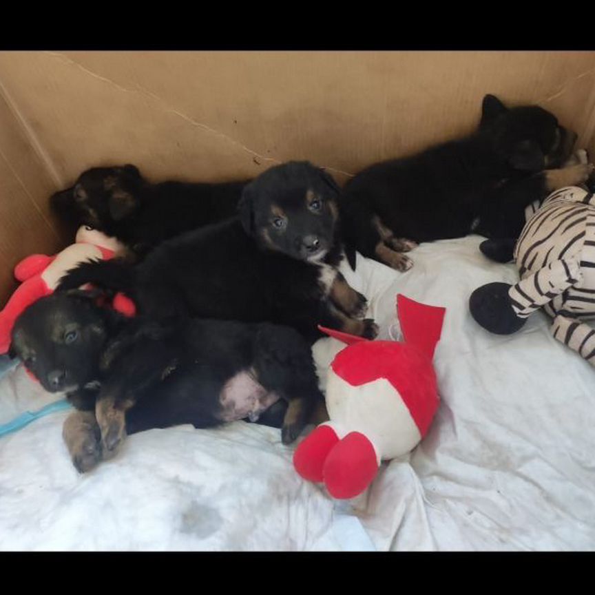 Немецкая овчарка, щенок