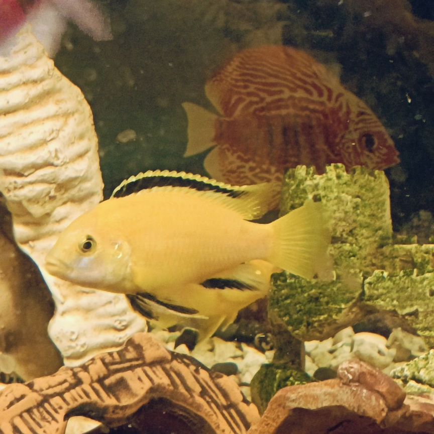 Лабидохромис елоу