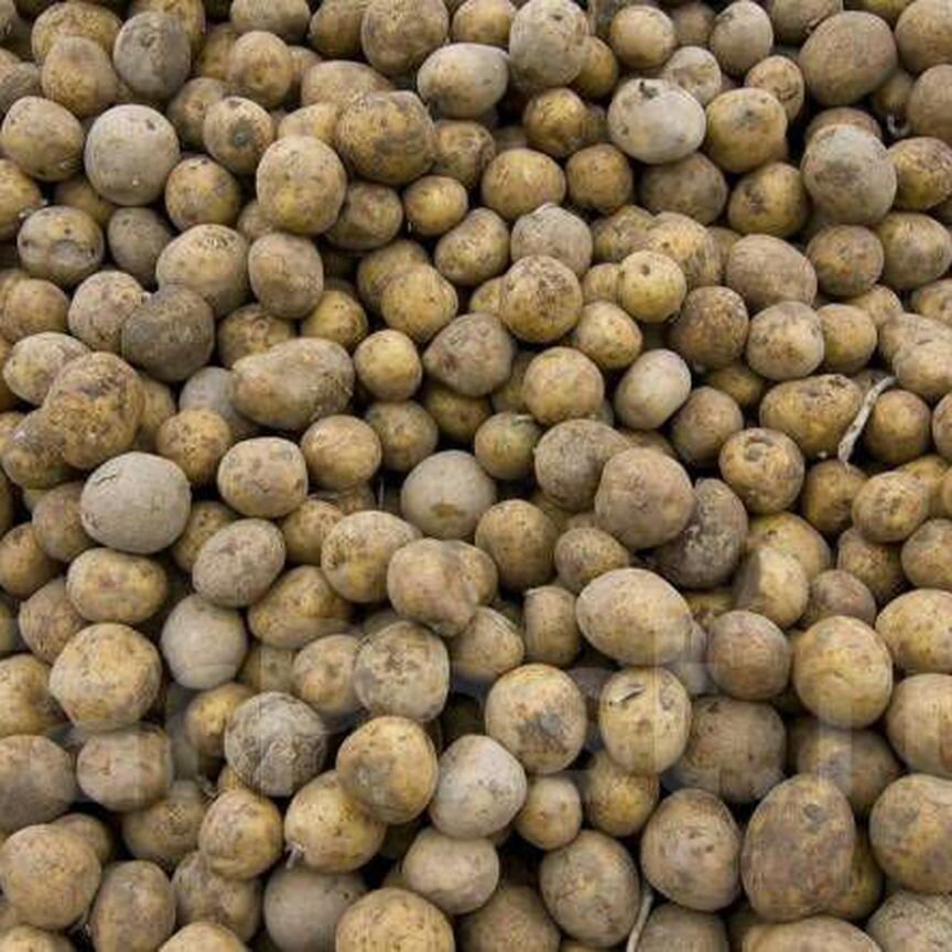 Картофель мелкий на корм скоту