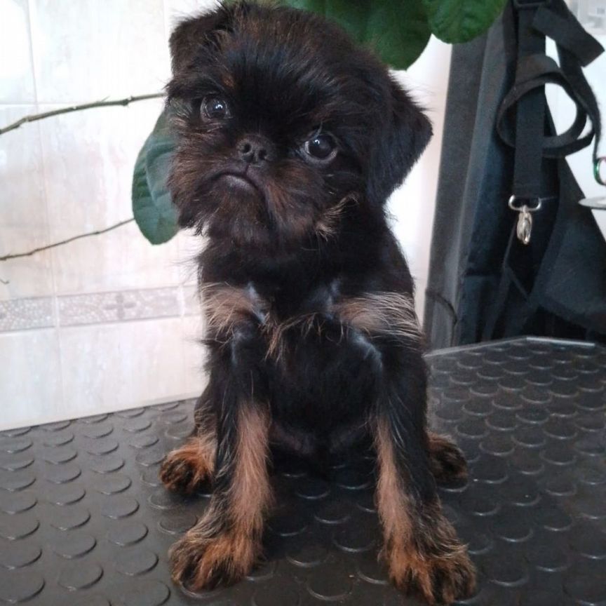 Бельгийский гриффон, щенок