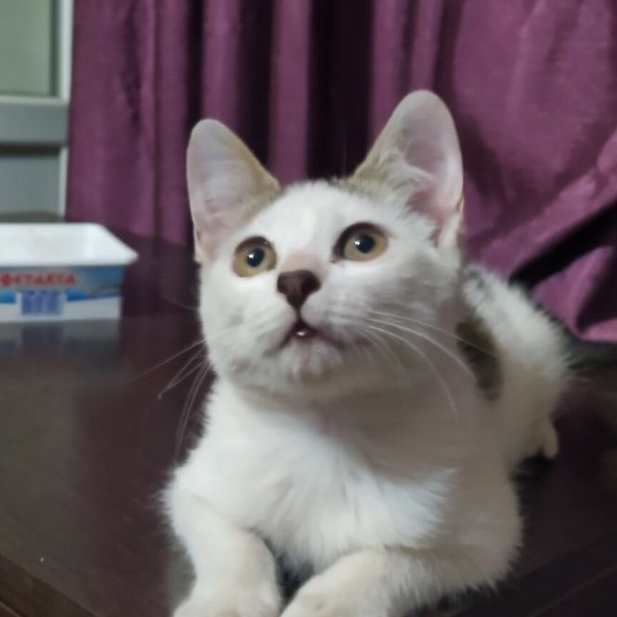 Котенок