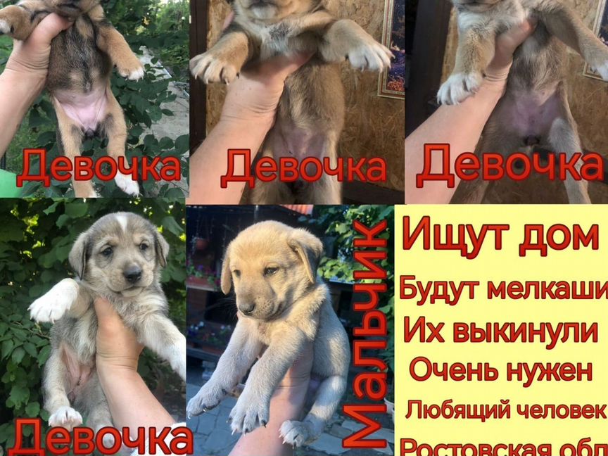 Щенки