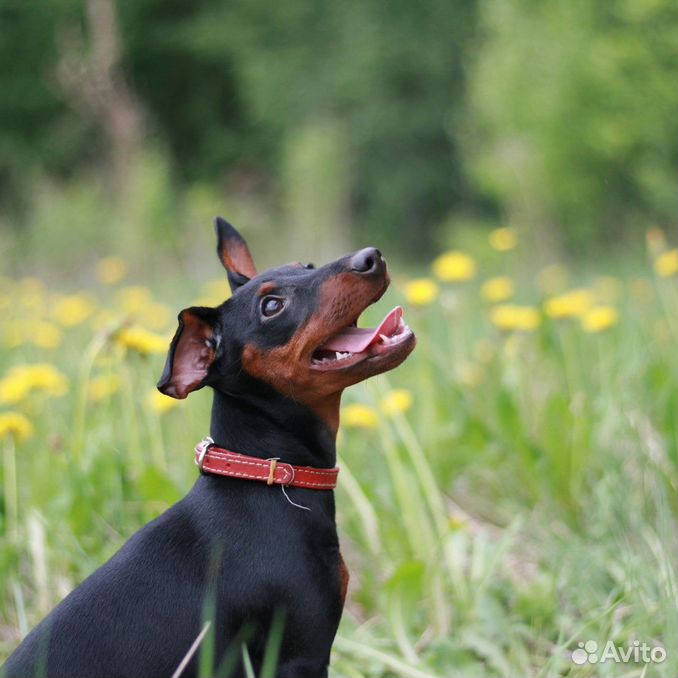 Цвергпинчер девочка
