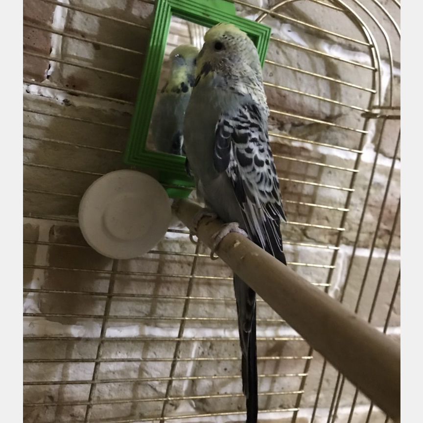 Выставочный попугай чех