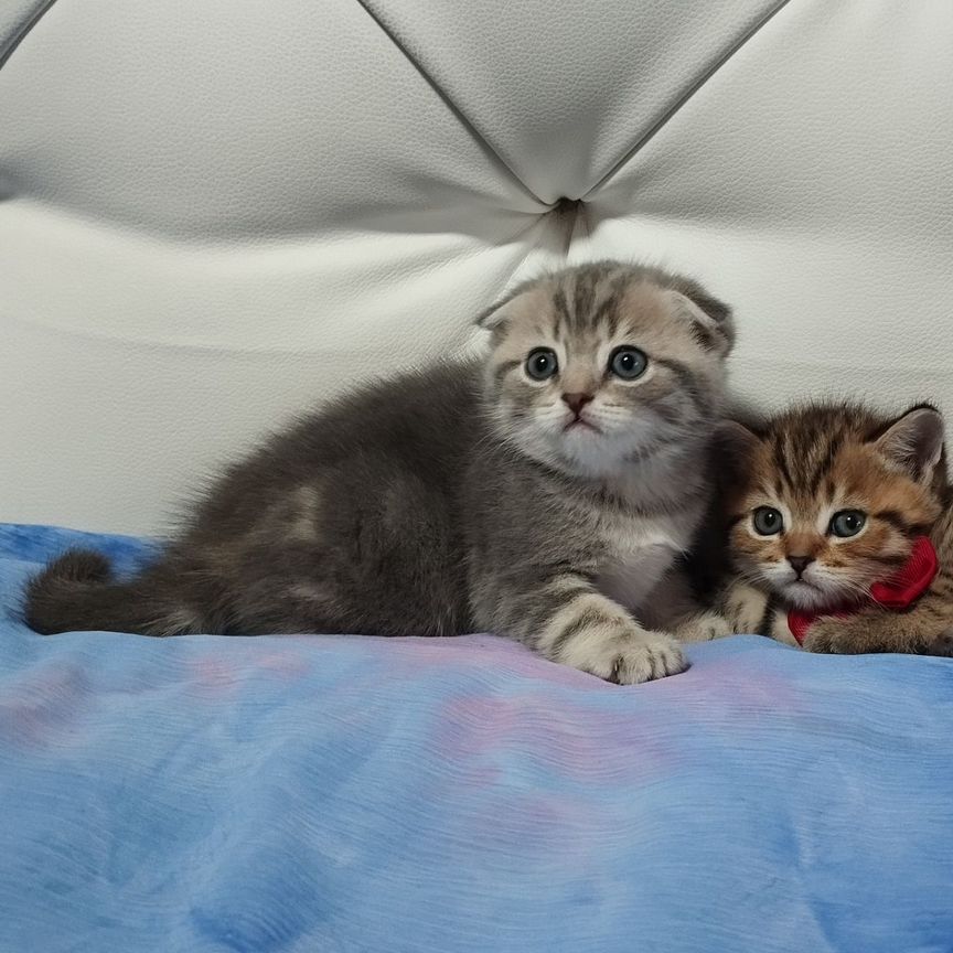 Шотландские котята