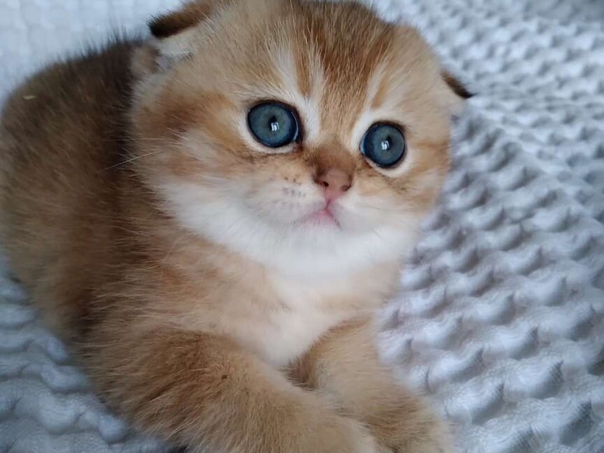 Шотландская золотая шиншилла резерв