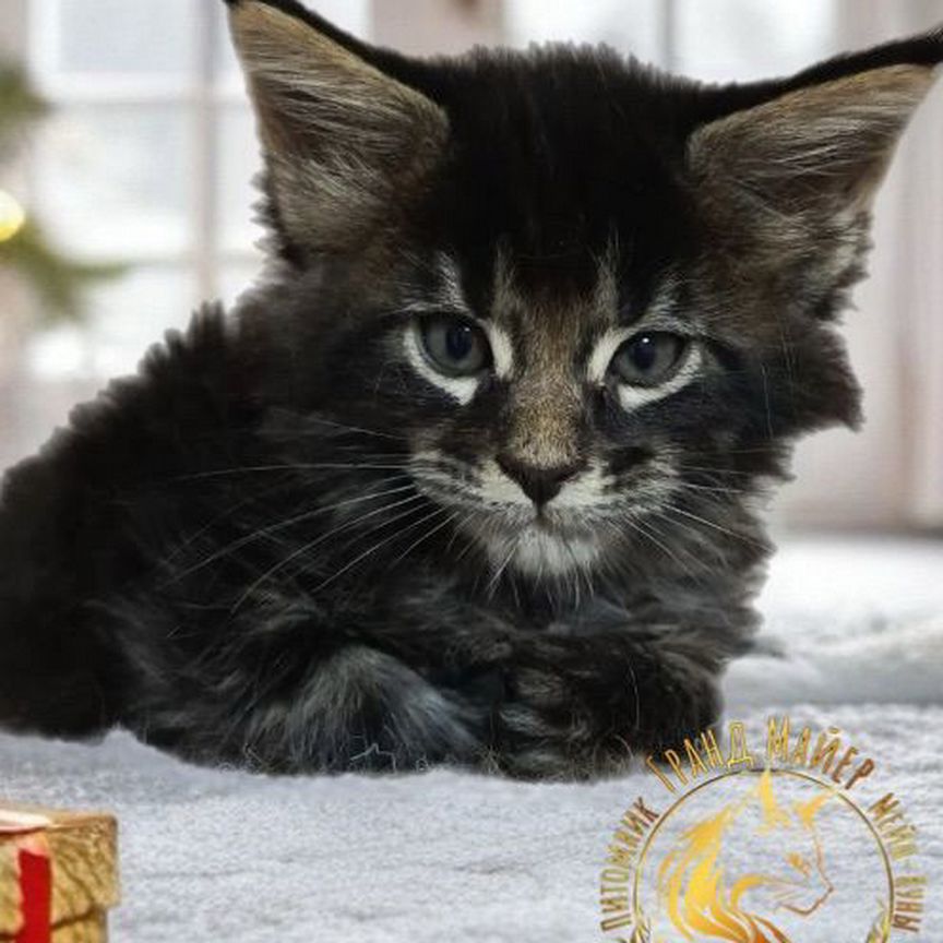 Мейн-кун котёнок