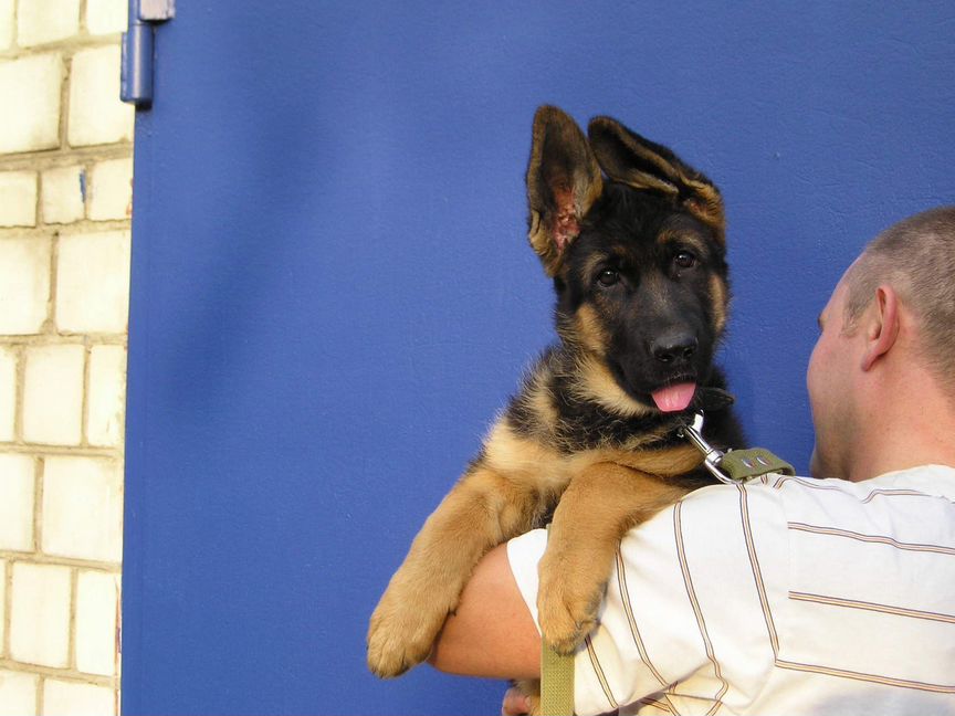 Парнишка Немчик