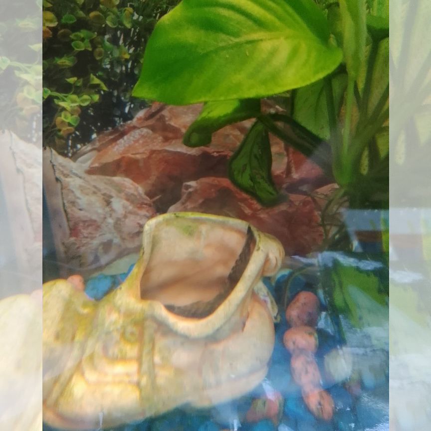 Аквариум с рыбками за шоколадку