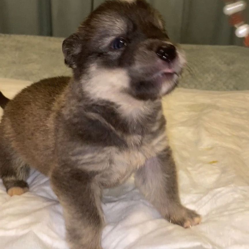 Щенок в добрые руки