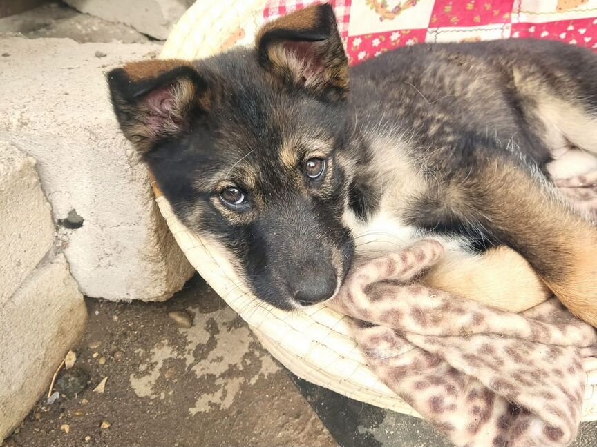 Щенок немецкого овчара и двортерьерши