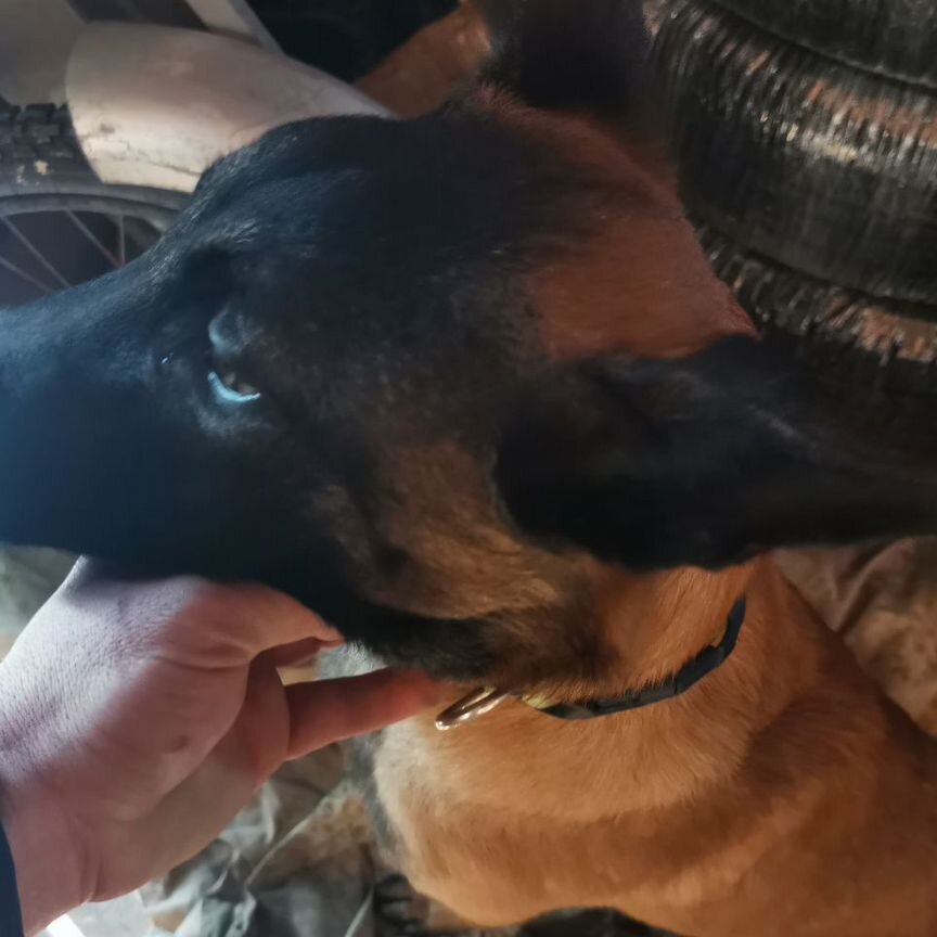 Найден кобель, Бельгийская овчарка