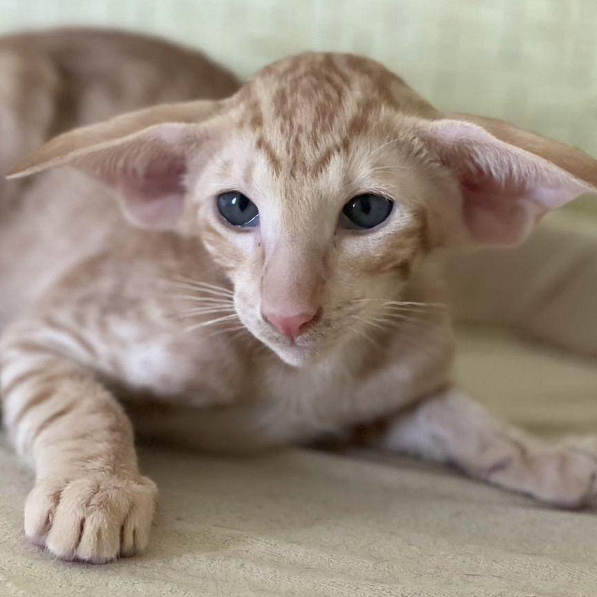 Ориентальный котёнок