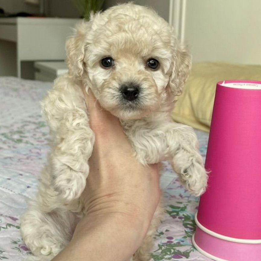 Той-пудель, щенок