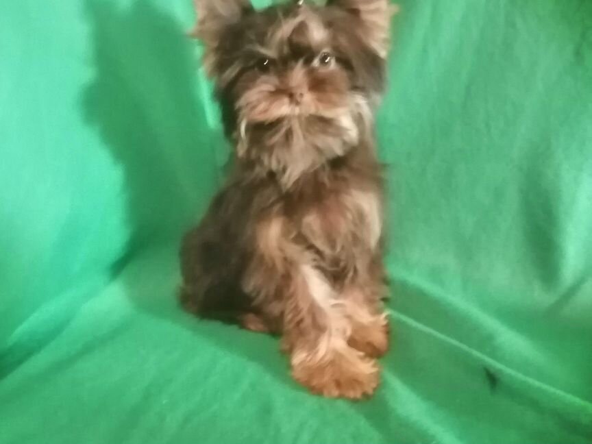 Девочки шоколадные йорки