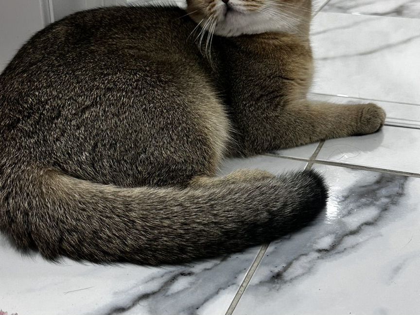 Скоттиш-фолд, ищем невесту, вязка