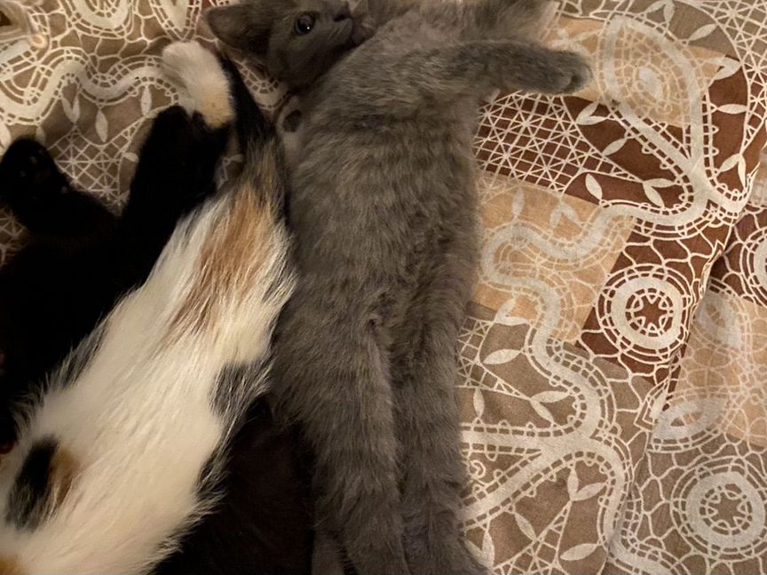 Кошка