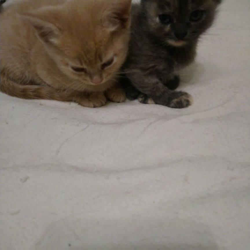 Котята в добрые руки бесплатно