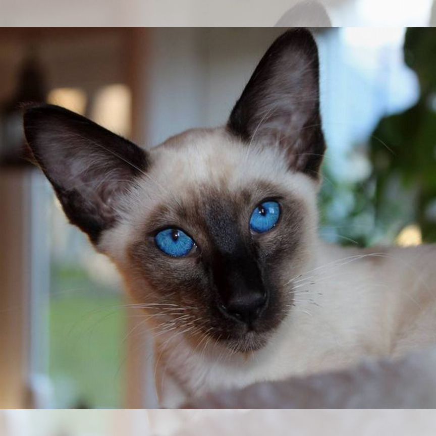 Ориентальный котёнок