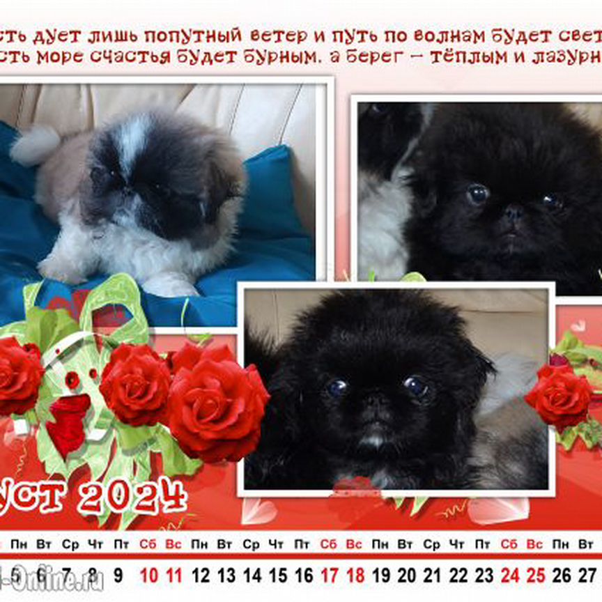 Пекинеса щенки