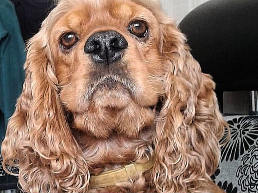 Кобель для вязки