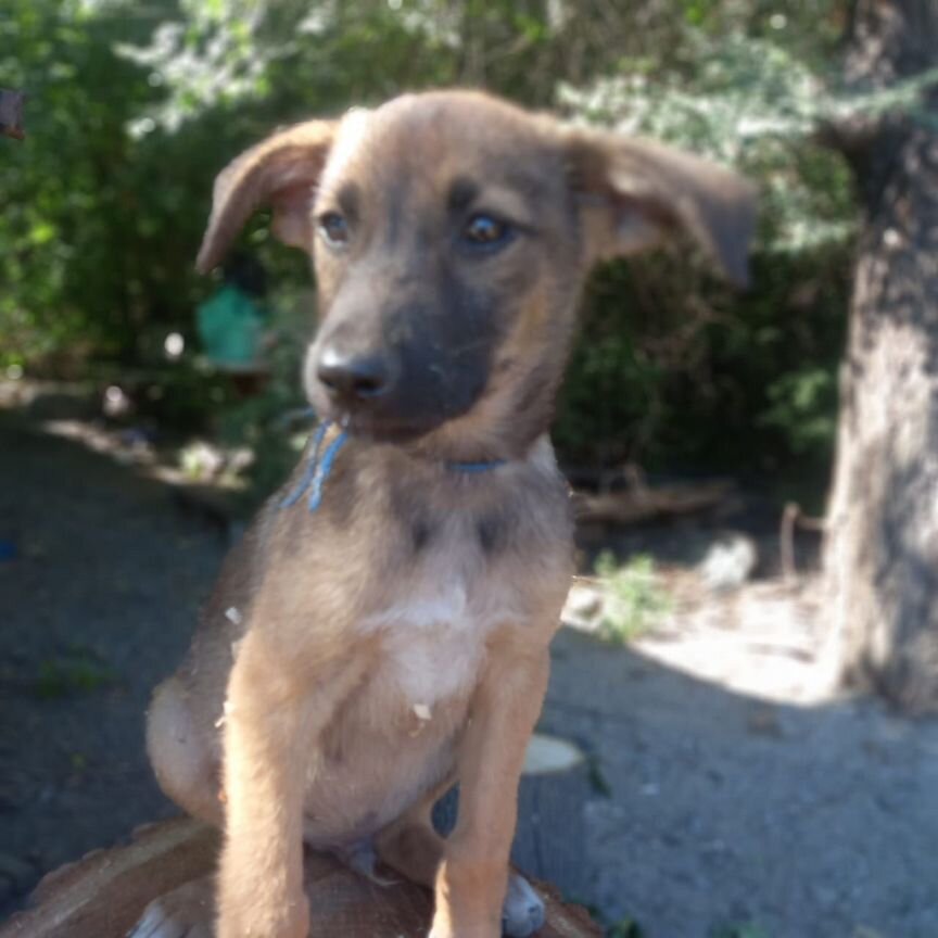 Ушастик мальчик 3 месяца. Будет средним