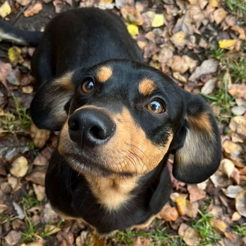 Такса, щенок